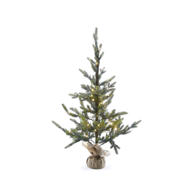 Potted Alpine Spruce Tree 3.5ft – The White Christmas Co